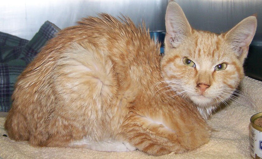 Do Cats Like Milk Do They Actually Need It Alternatives And Care do-cats-like-milk-do-they-actually-need-it-alternatives-and-care