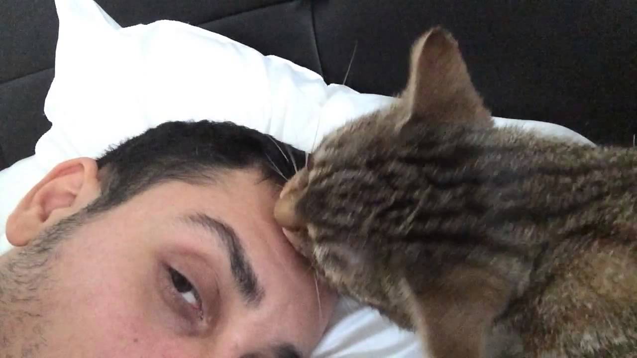What Does It Mean When A Cat Licks You Explained what-does-it-mean-when-a-cat-licks-you-explained