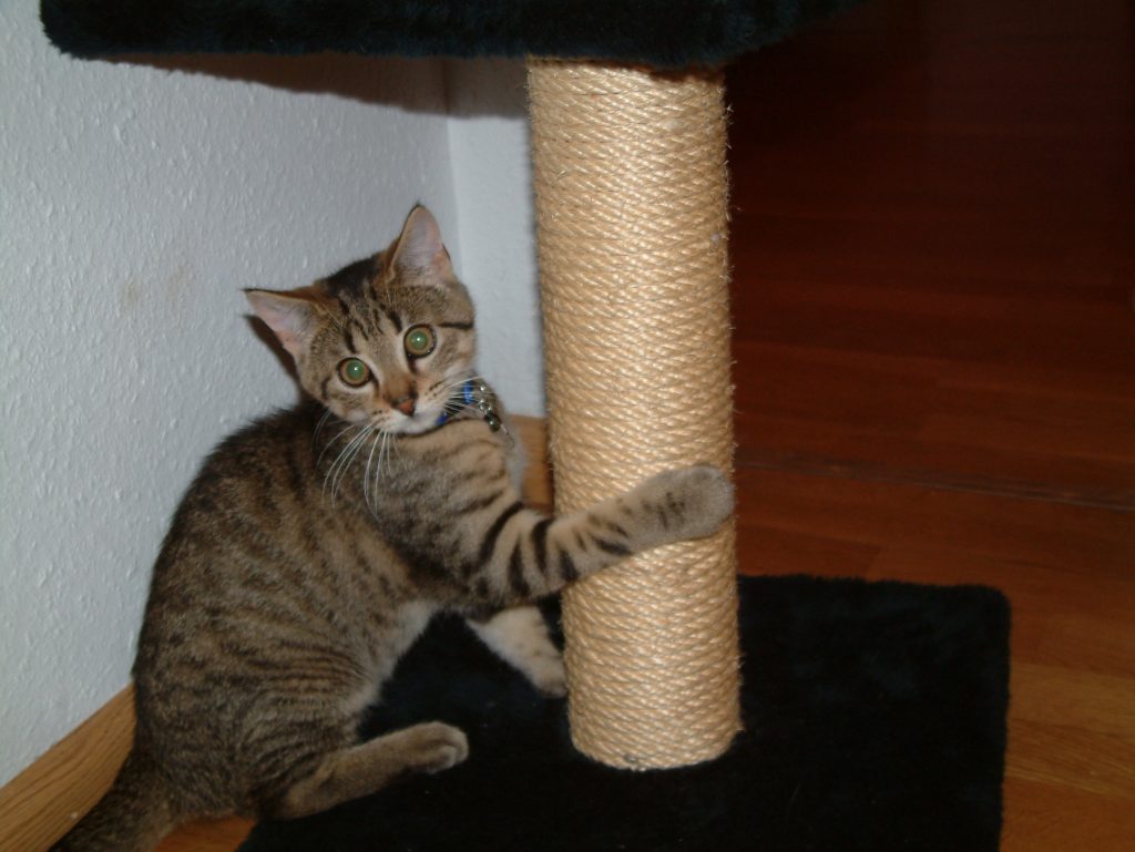 Why Is My Kitten Meowing? - Reasons Why And Solutions Why Is My Kitten Meowing? - Reasons Why And Solutions